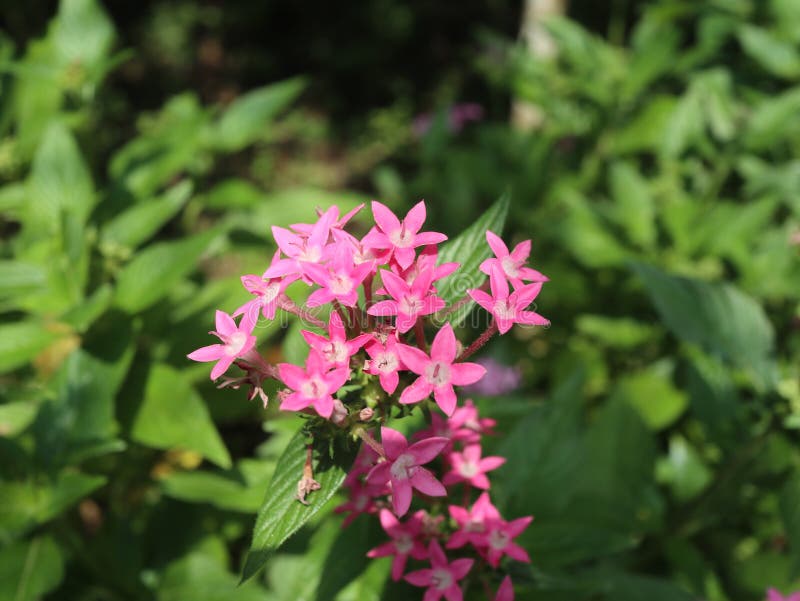 Little pink flower stock photo. Image of wildflower - 199179790