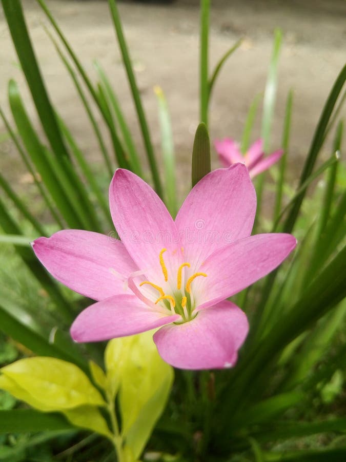 Little pink flower stock image. Image of blossom, leaf - 208684357
