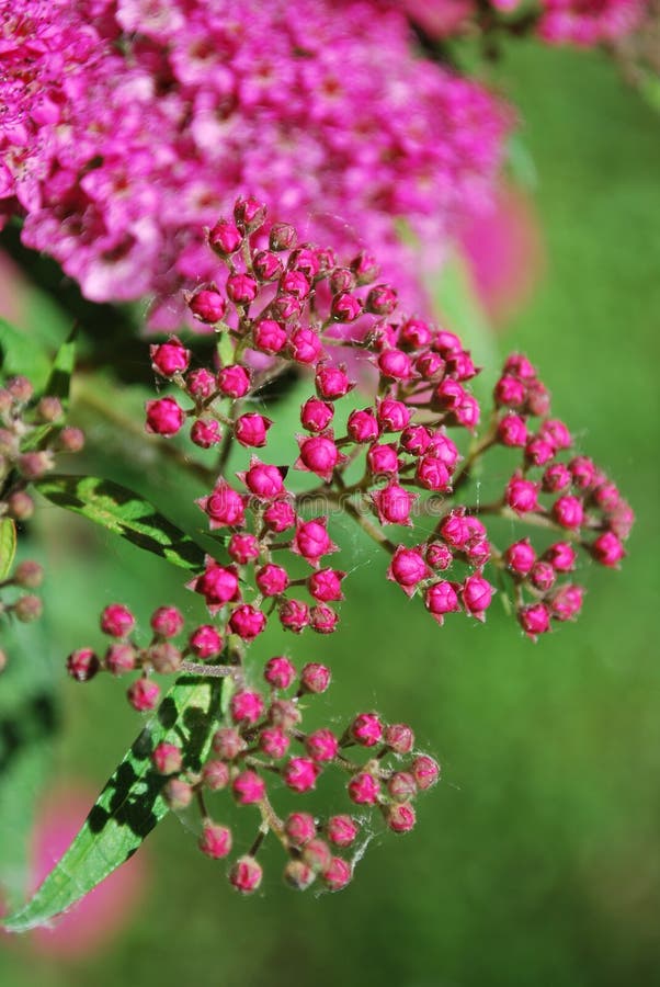 Little pink flowers stock photo. Image of fresh, colorful - 15631848