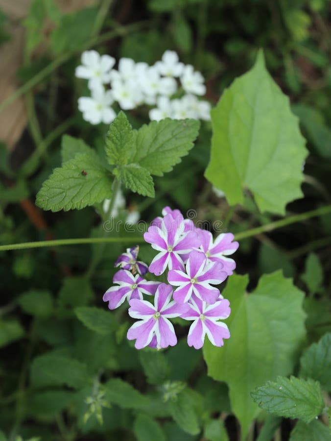 Little pink flowers stock photo. Image of insect, wildflower - 199180004