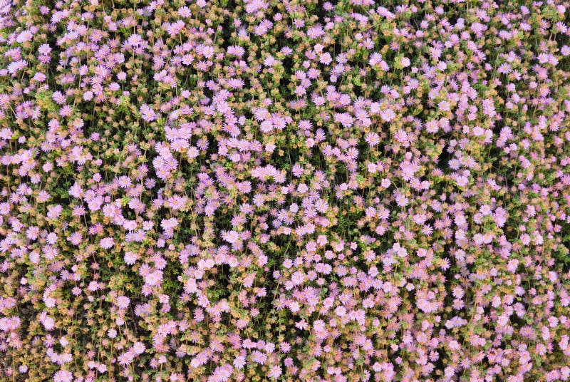 Little pink flowers stock photo. Image of grow, grass - 24777870