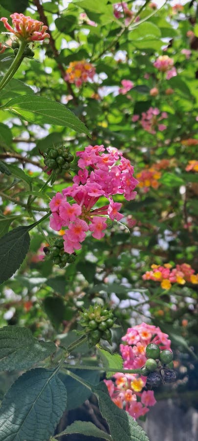 Little Pink flowers stock photo. Image of flower, little - 266464146