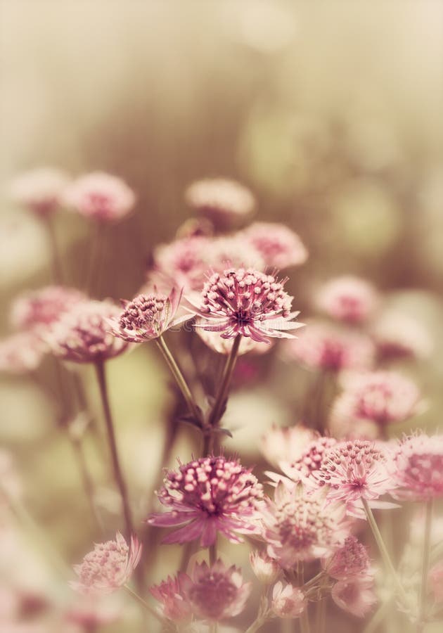 Little pink flowers stock image. Image of floral, decorative - 28180011