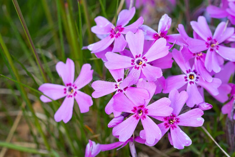 Little Pink Flowers, Pink Background with Little Flowers Stock Photo ...
