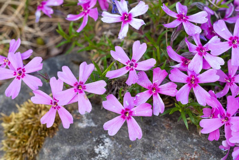 Little Pink Flowers, Pink Background with Little Flowers Stock Image ...