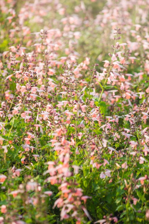 Little Pink Flowers Blooming in the Field in Spring Stock Image - Image ...