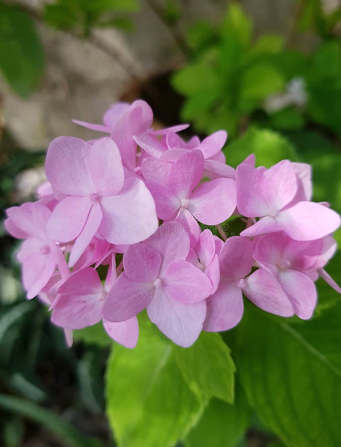 Little Pink Flowers stock photo. Image of nature, sunshine - 116049064