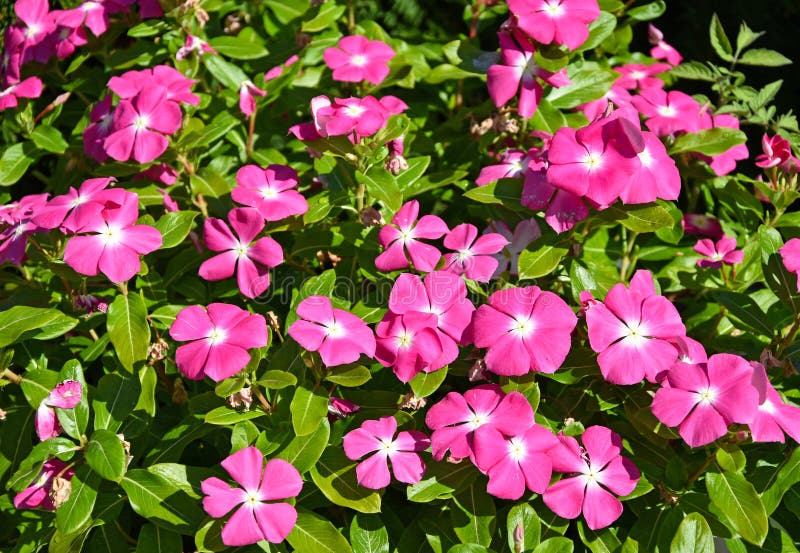 Little pink flowers stock image. Image of flower, garden - 77037427