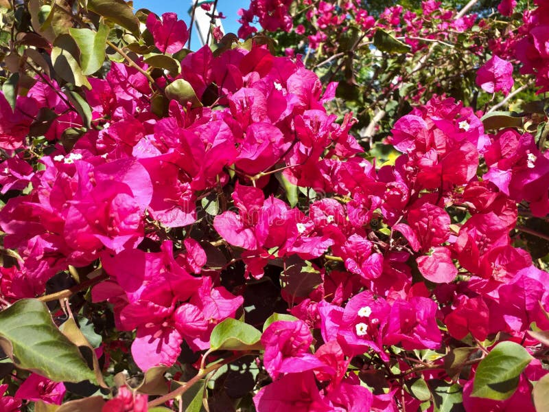 Little Pink Flowers on a Tree in Spring Day Close Up. Background Stock ...
