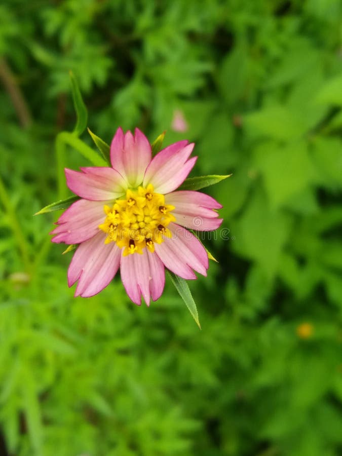 Anonymous Small Pink Flower. Stock Photo - Image of ruizhao, manners ...