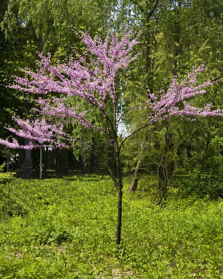 Little Pink Japanese Cherry Tree Stock Image - Image of spring, plant ...