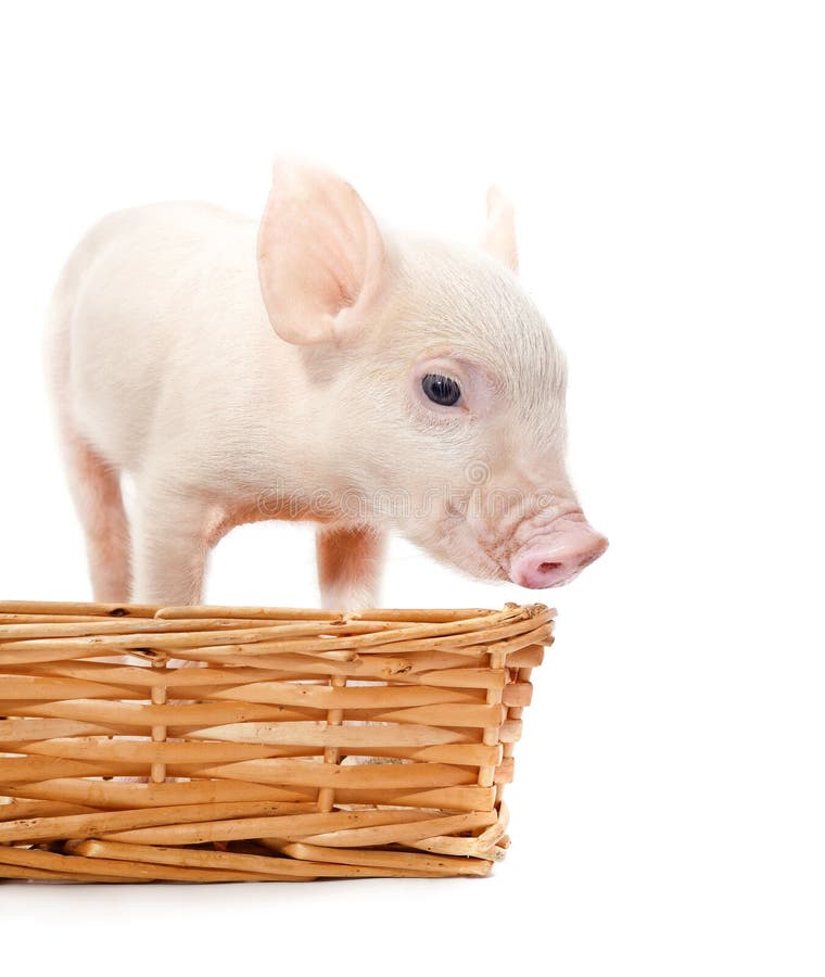 Cute Pink Pig of Plasticine Near a Fir Tree Stock Photo - Image of ...