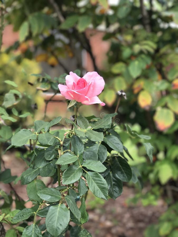 Little Pink Rose stock photo. Image of petal, flora, small - 96061388