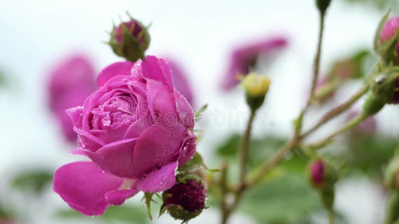 Little pink rose close up. stock image. Image of gift - 81118135