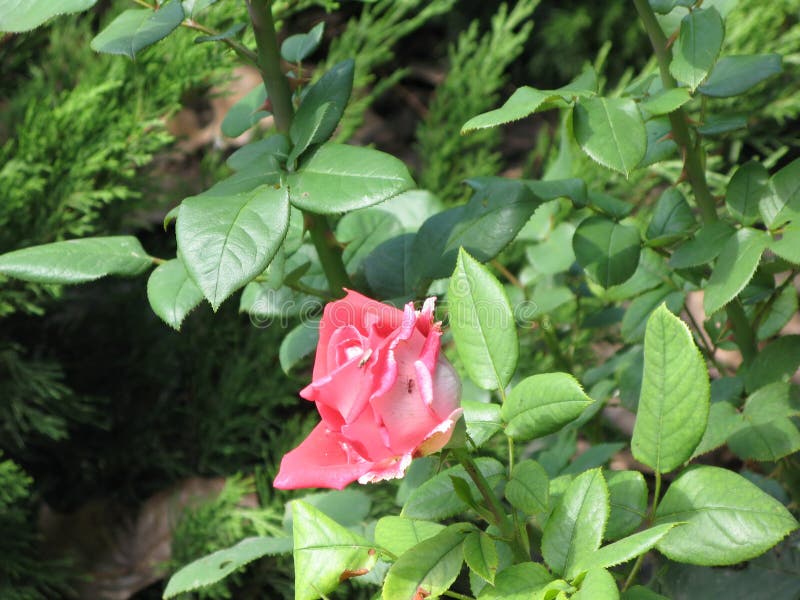 Little pink rose stock photo. Image of flower, view, flowers - 77404018