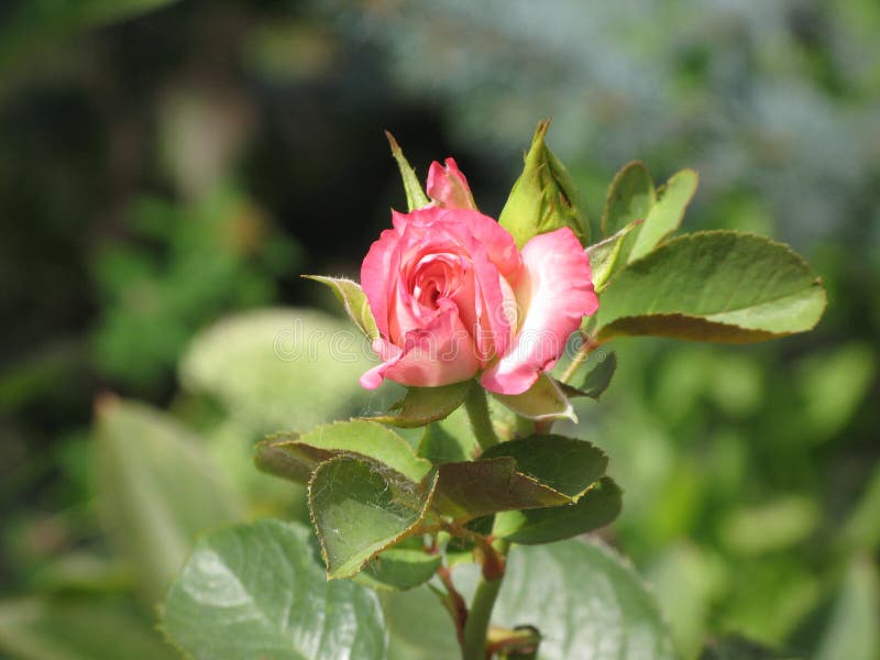 Little pink rose stock image. Image of summer, pink, flowerbed - 76534847