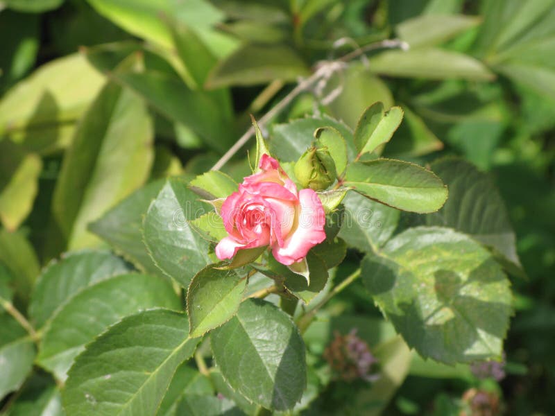 Little pink rose stock image. Image of bright, shot, roses - 76535005