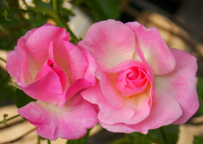 Little pink rose stock photo. Image of leaf, macro, backyard - 116528958