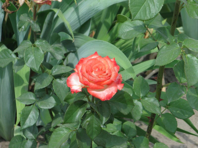 Little pink rose stock photo. Image of flowering, garden - 94982774