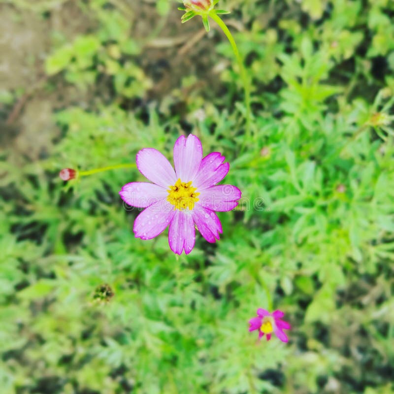 A Little pinky flower stock photo. Image of flower, blossom - 201902578