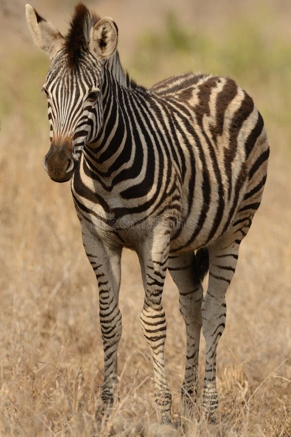 Little Plains Zebra Picture. Image: 21655049