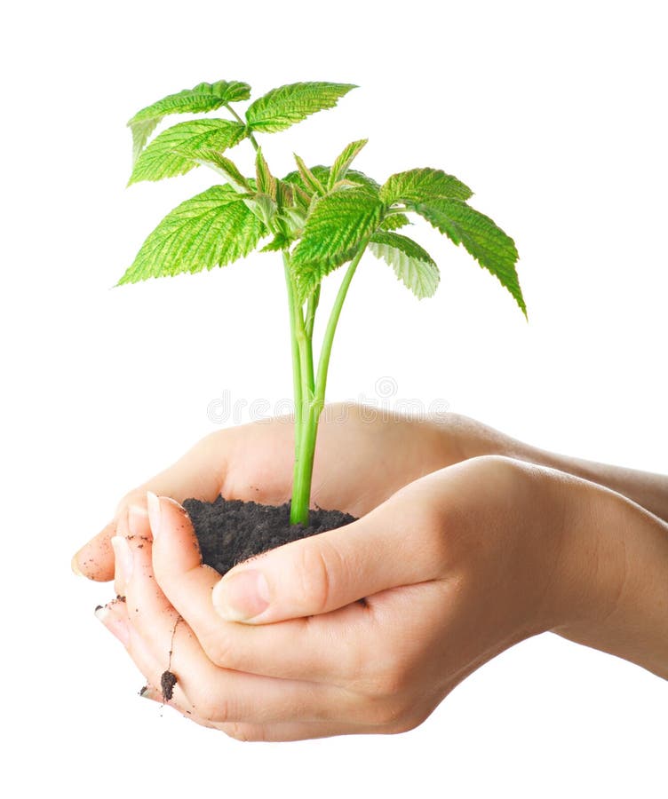 Little Plant in Female Hands Stock Image - Image of finger, green: 14565713