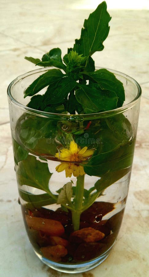 Little plant aquarium stock photo. Image of wine, fruit - 265277416