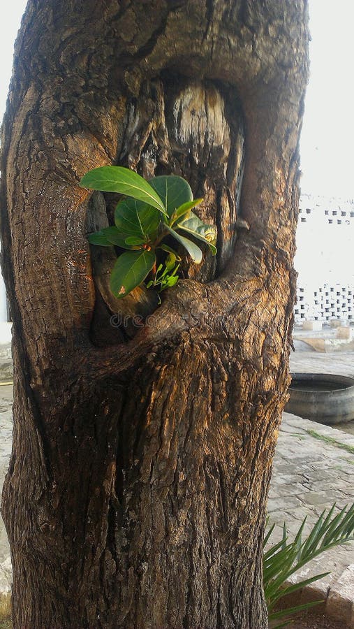 Little plant in Big Tree stock photo. Image of reviews - 101324728