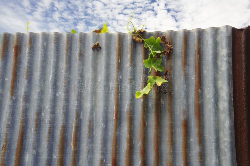 Little Plant Grow on Rust Metal Sheet Stock Image - Image of tree ...