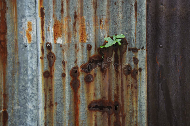 Little Plant Grow on Rust Metal Sheet Stock Photo - Image of brown ...