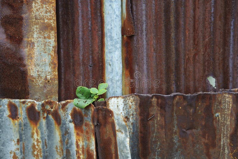 Little Plant Grow on Rust Metal Sheet Stock Photo - Image of nature ...
