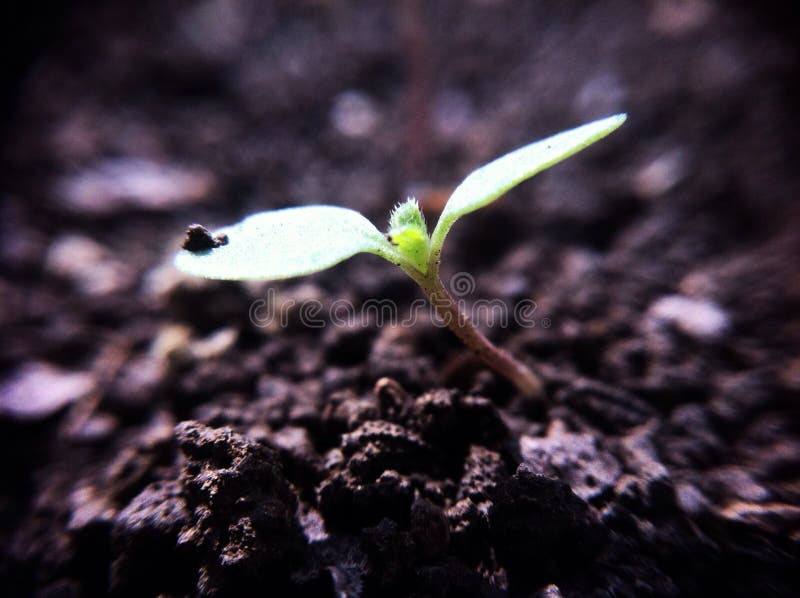 Little Plant stock photo. Image of soil, nature, little - 51018468