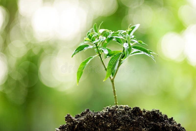 Little plant stock photo. Image of garden, dirt, tree - 68532678