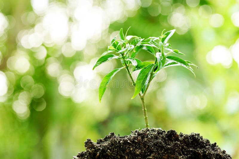 Little plant stock image. Image of environmental, ecology - 72667229