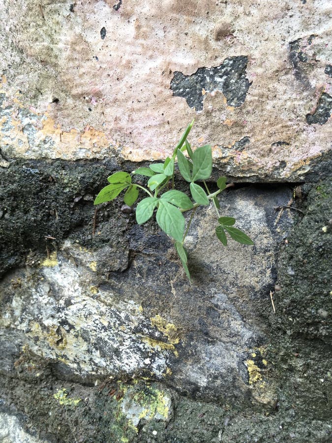 Little Plant Growing through the Stone Crevices Stock Image - Image of ...