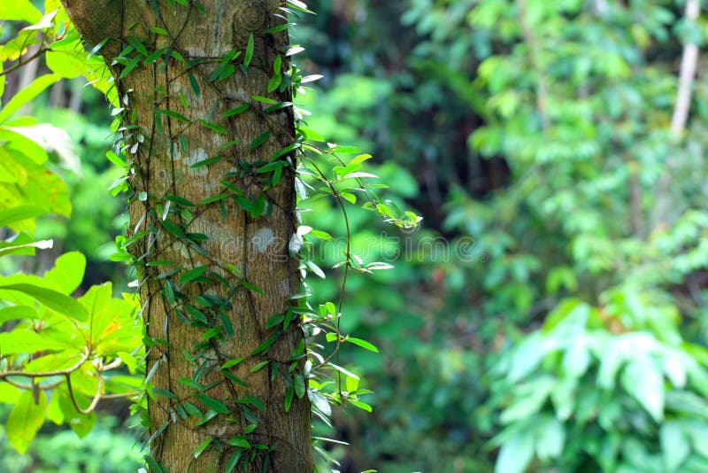 Little Plant Growing on a Tree in the Forest Stock Photo - Image of ...