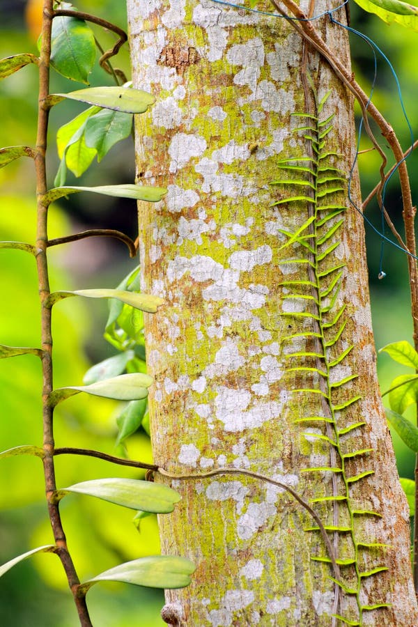 Little Plant Growing on a Tree Stock Image - Image of wild, wood: 60116225