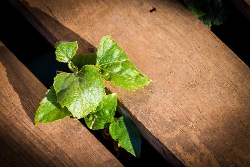 Little plant growing stock image. Image of garden, green - 38879001