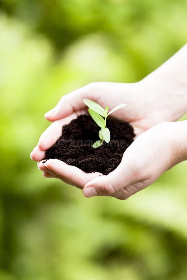 Hands growing a tree stock image. Image of organic, preservation - 35691335