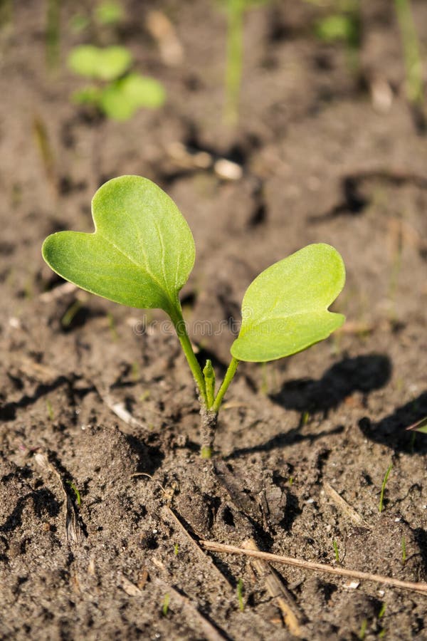 Little plant stock image. Image of environment, growing - 35994429