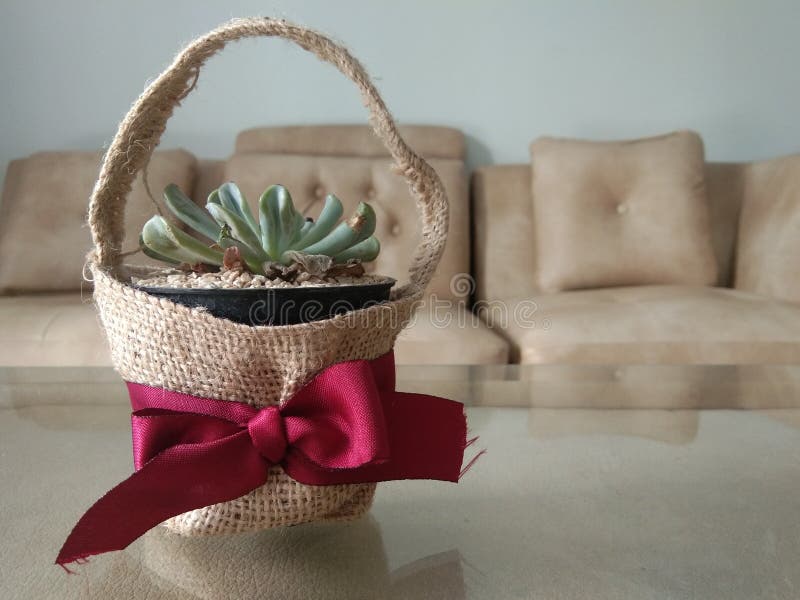 A Little Plant with Ribbon for Decoration Stock Photo - Image of ...
