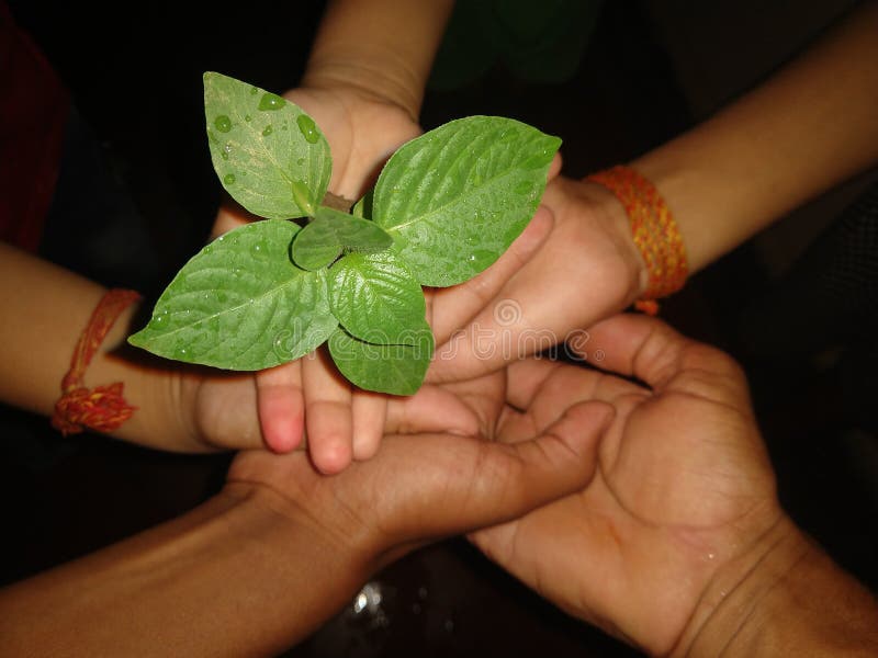 Little Plant, Save Trees, Hand, Plant, Tree, Hand Gasture, Hand Holding ...