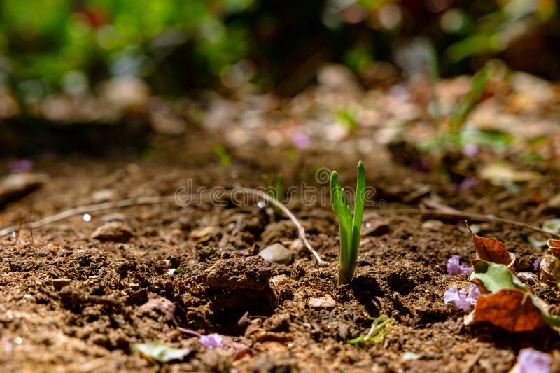 A Little Plant or Sprout in the Soil in Focus. Stock Photo - Image of ...