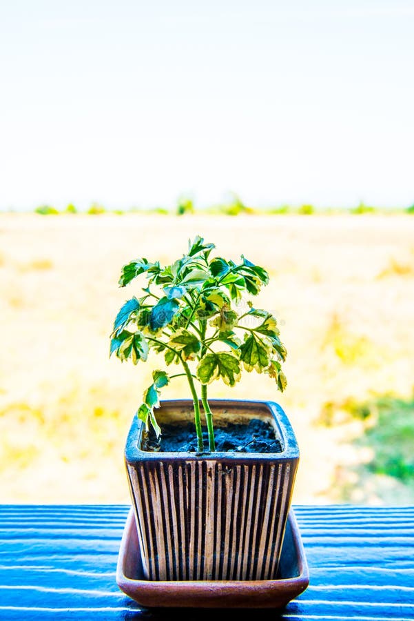 Little plant on table stock photo. Image of cafe, potted - 246338078