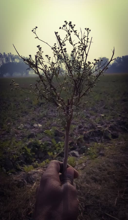 Little Tree Branch Taken in the Hand Stock Photo - Image of garden ...