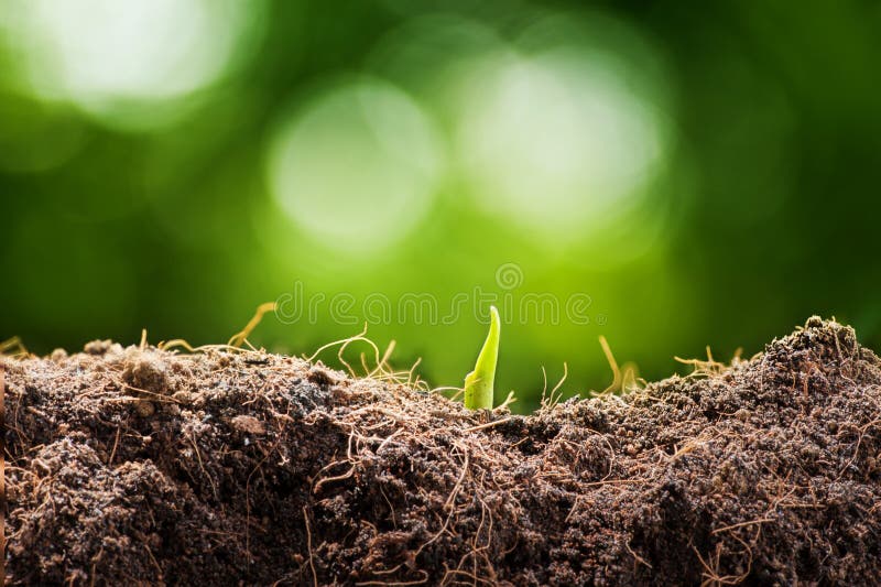 Little plant stock image. Image of happiness, ground - 61183429