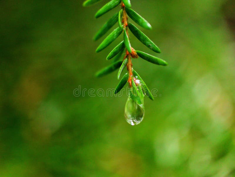 Deep in the green stock photo. Image of moss, rivers - 51121164