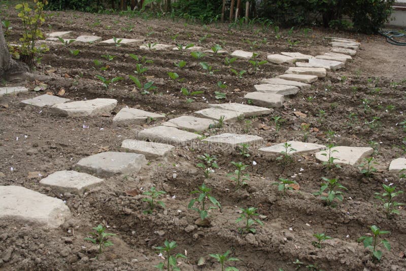 Little Plants and Pathway in the Kitchen-garden Stock Photo - Image of ...