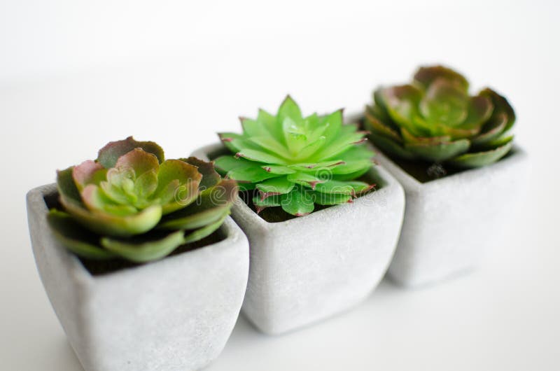 Little plants stock image. Image of light, closeup, naturaleza - 43109631