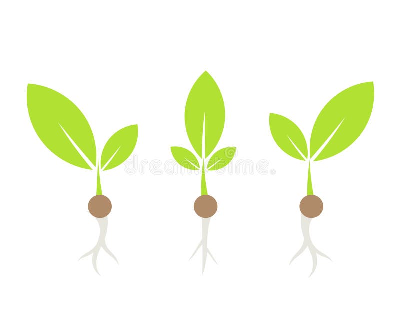 Little plants vector stock vector. Illustration of beginning - 71368883